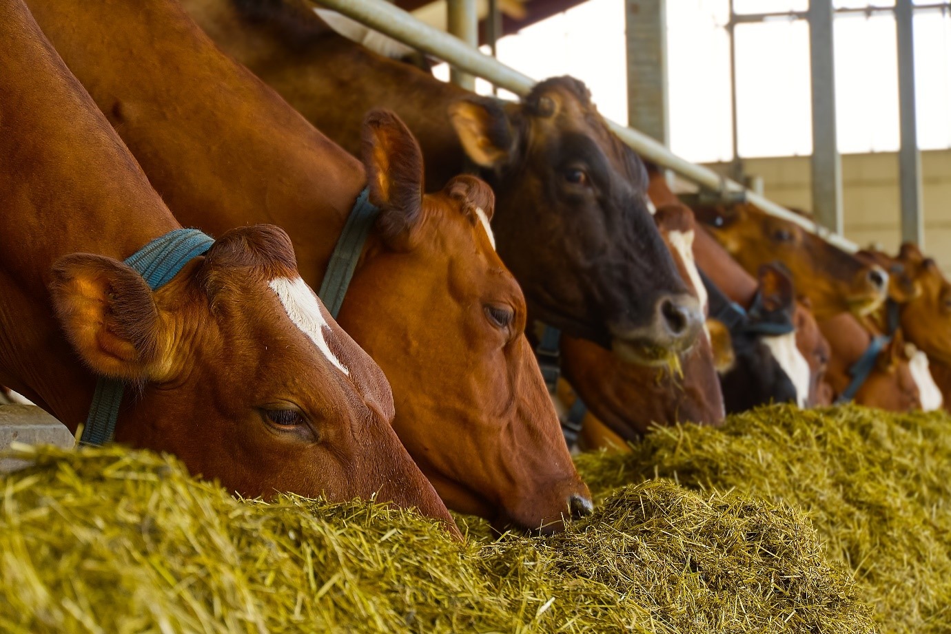 How Your Diet Impacts The Environment | Greenredeem | Sustainability Blog