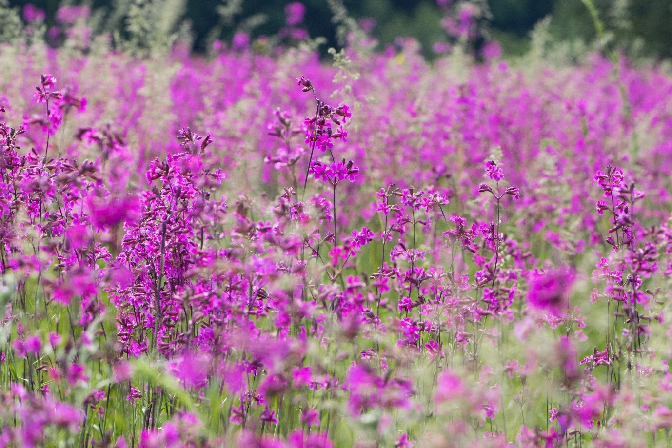 How To Create A Functional British Garden | Greenredeem ...